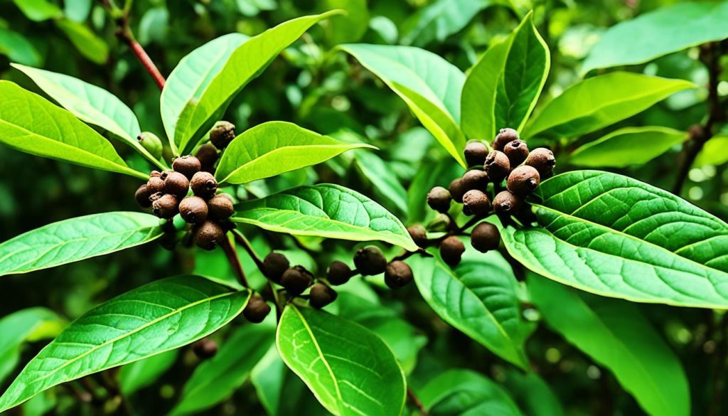 Allspice: The Versatile Caribbean Spice Sensation – Urban Gardening Space